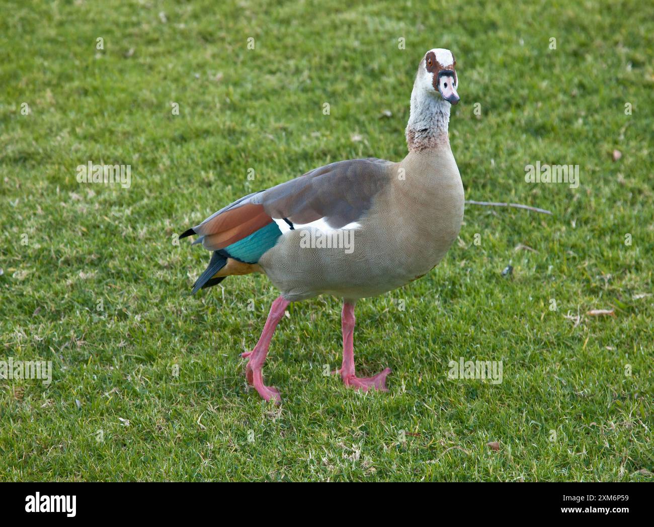 Colorful goose hi-res stock photography and images - Alamy