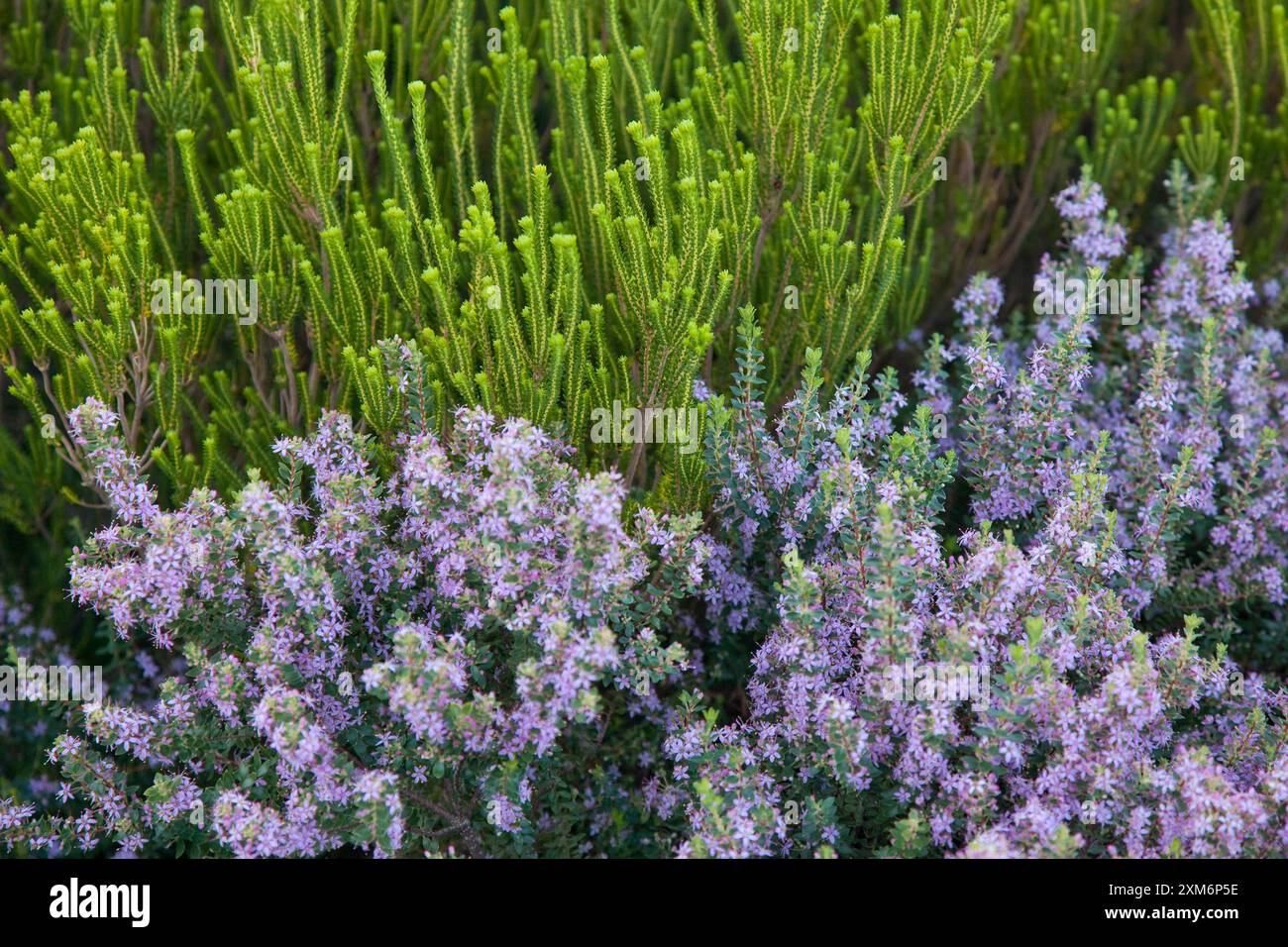 Purple flowers of agathosma ovata, swayed by the wind, in front of some ...
