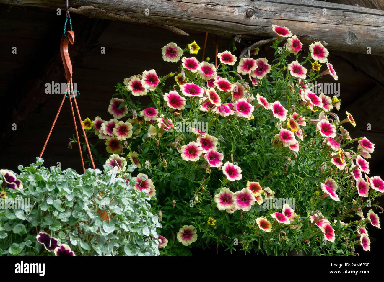 Hanging baskets garden hi-res stock photography and images - Alamy