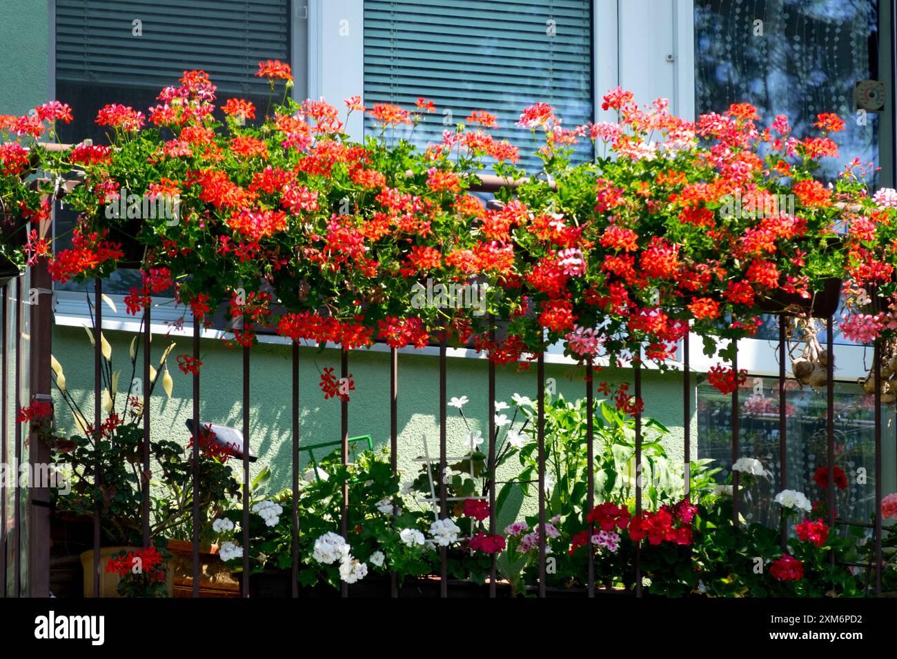 Red pelargoniums on balcony Stock Photo - Alamy