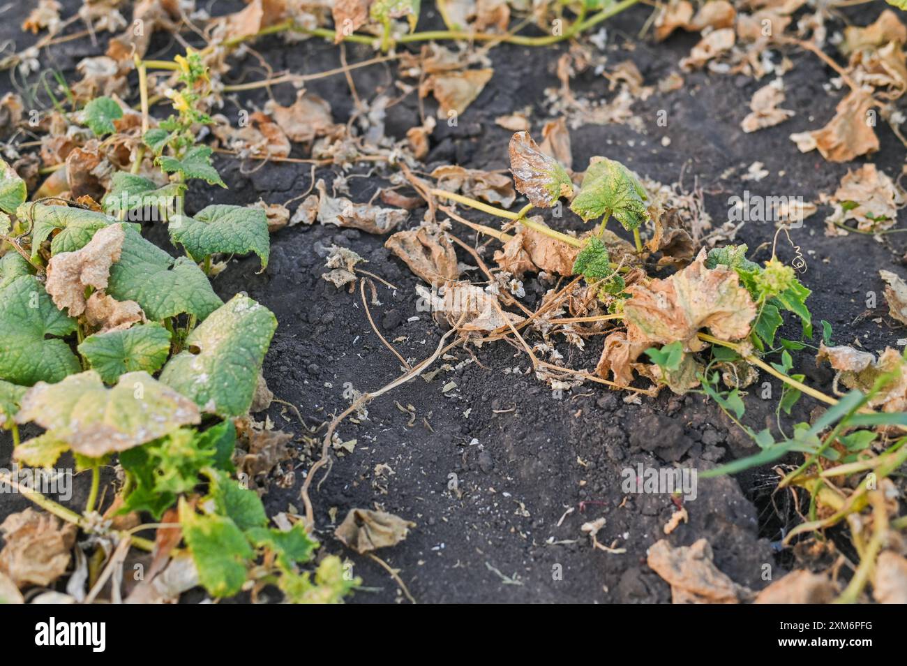 disease the cucumber plant is withered Stock Photo - Alamy