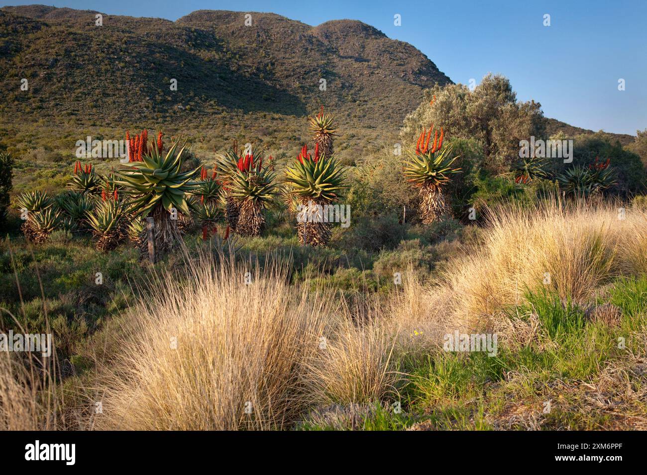 The landscape and nature around the Route 62 Stock Photo - Alamy