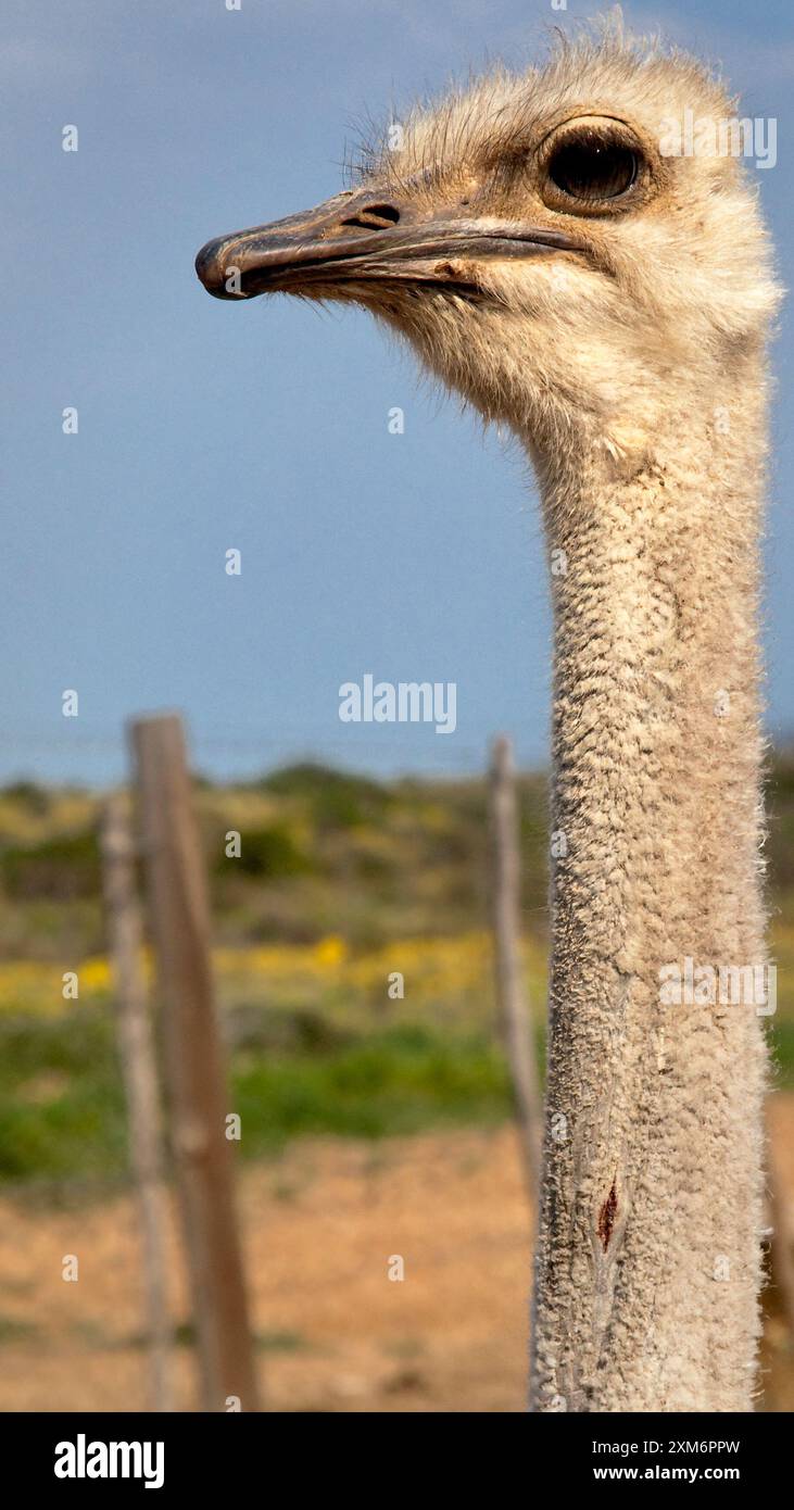 Ostrich head and long neck Stock Photo - Alamy