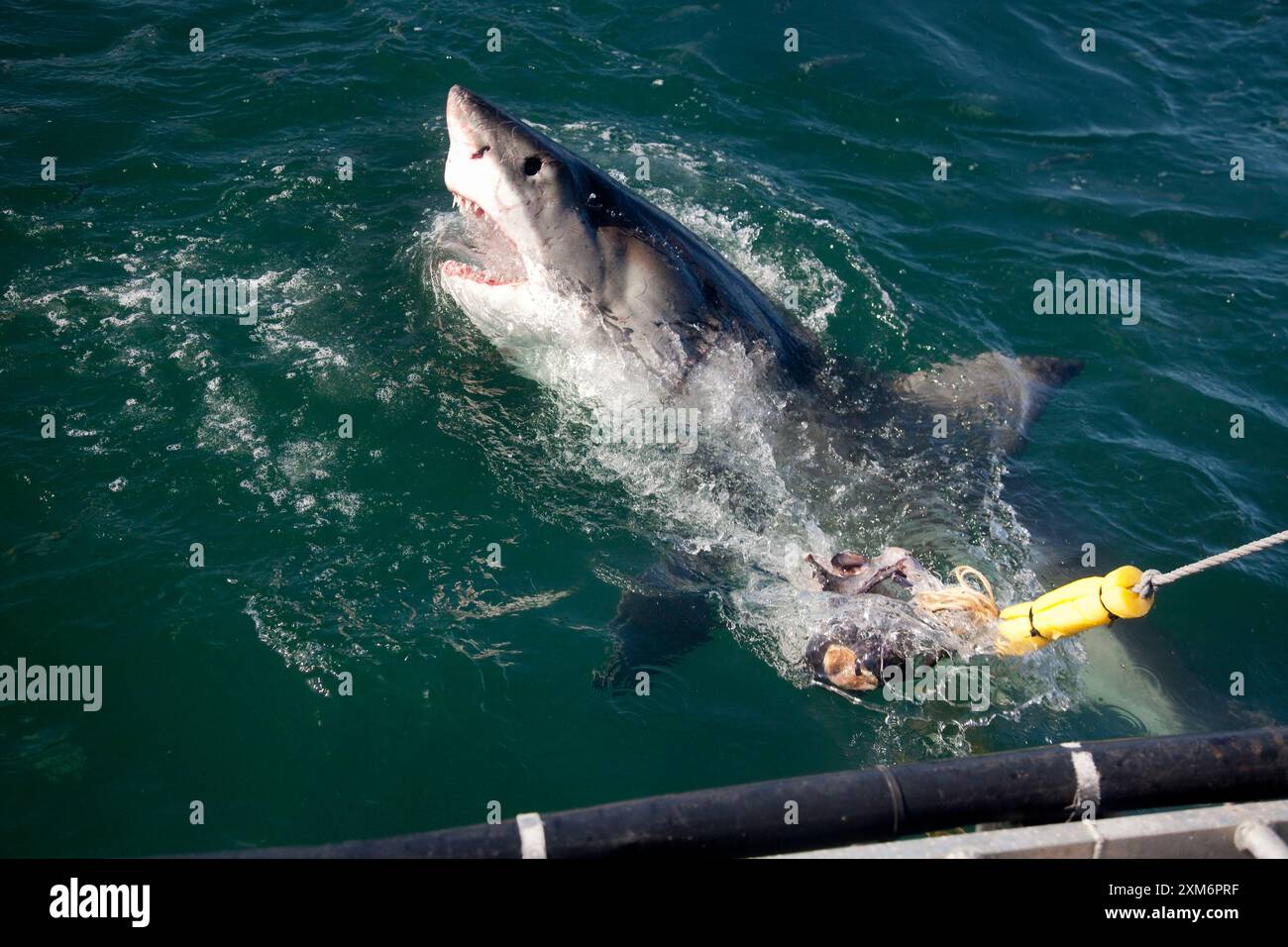 White shark jumping by a cage during a shark cage diving Stock Photo ...