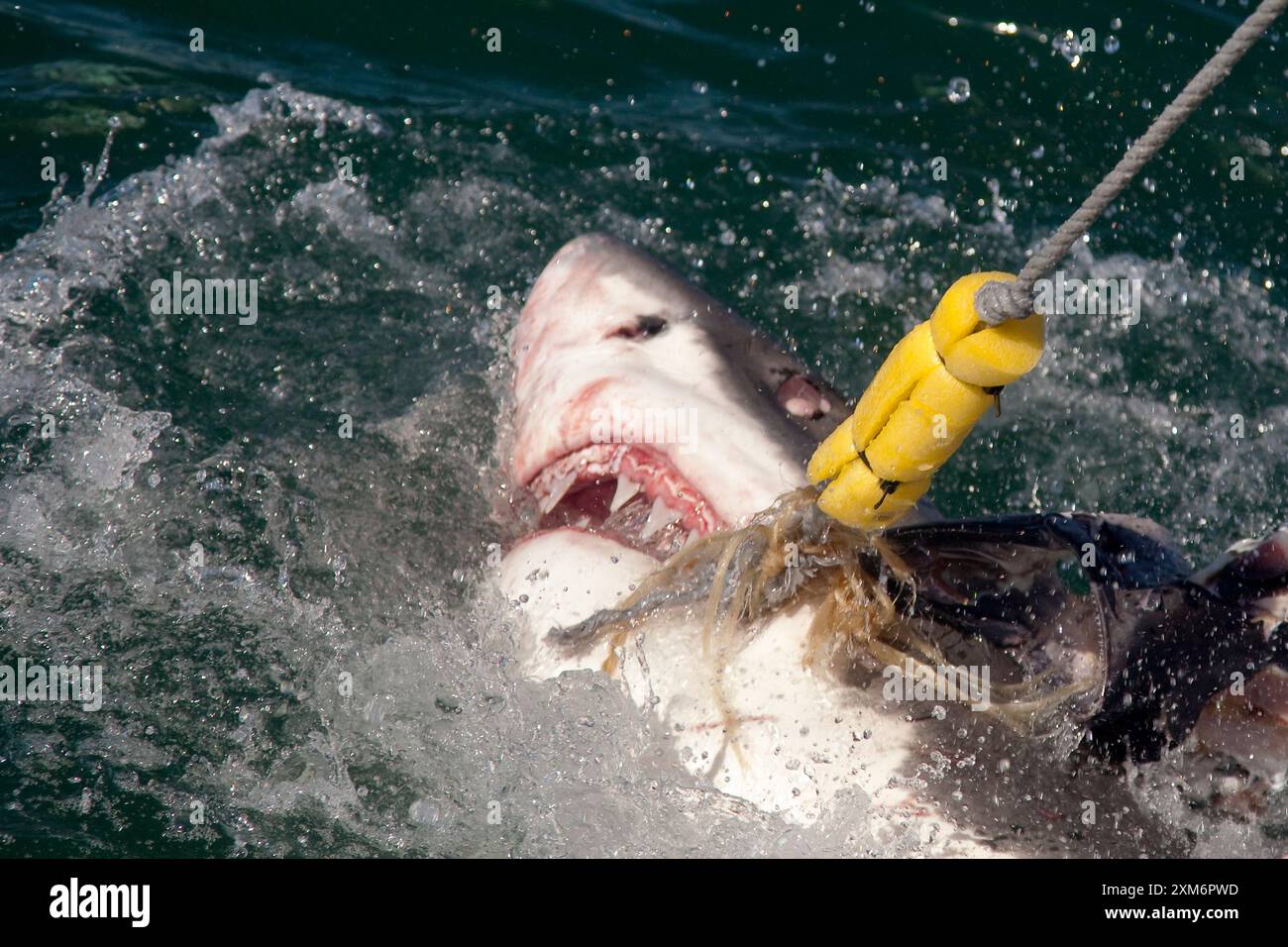 White shark biting the bait during a shark cage diving Stock Photo - Alamy