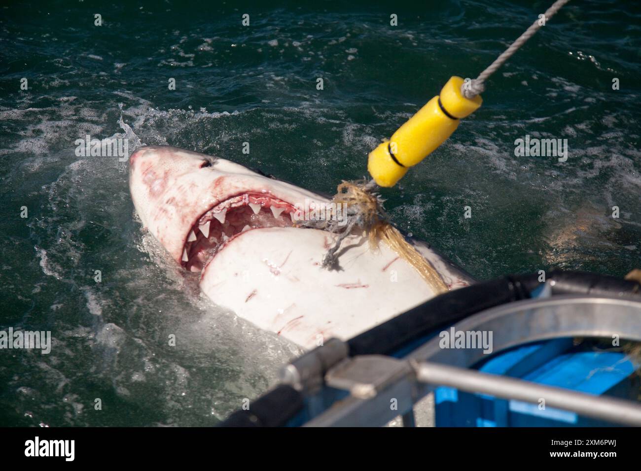 White shark biting the bait during a shark cage diving Stock Photo - Alamy