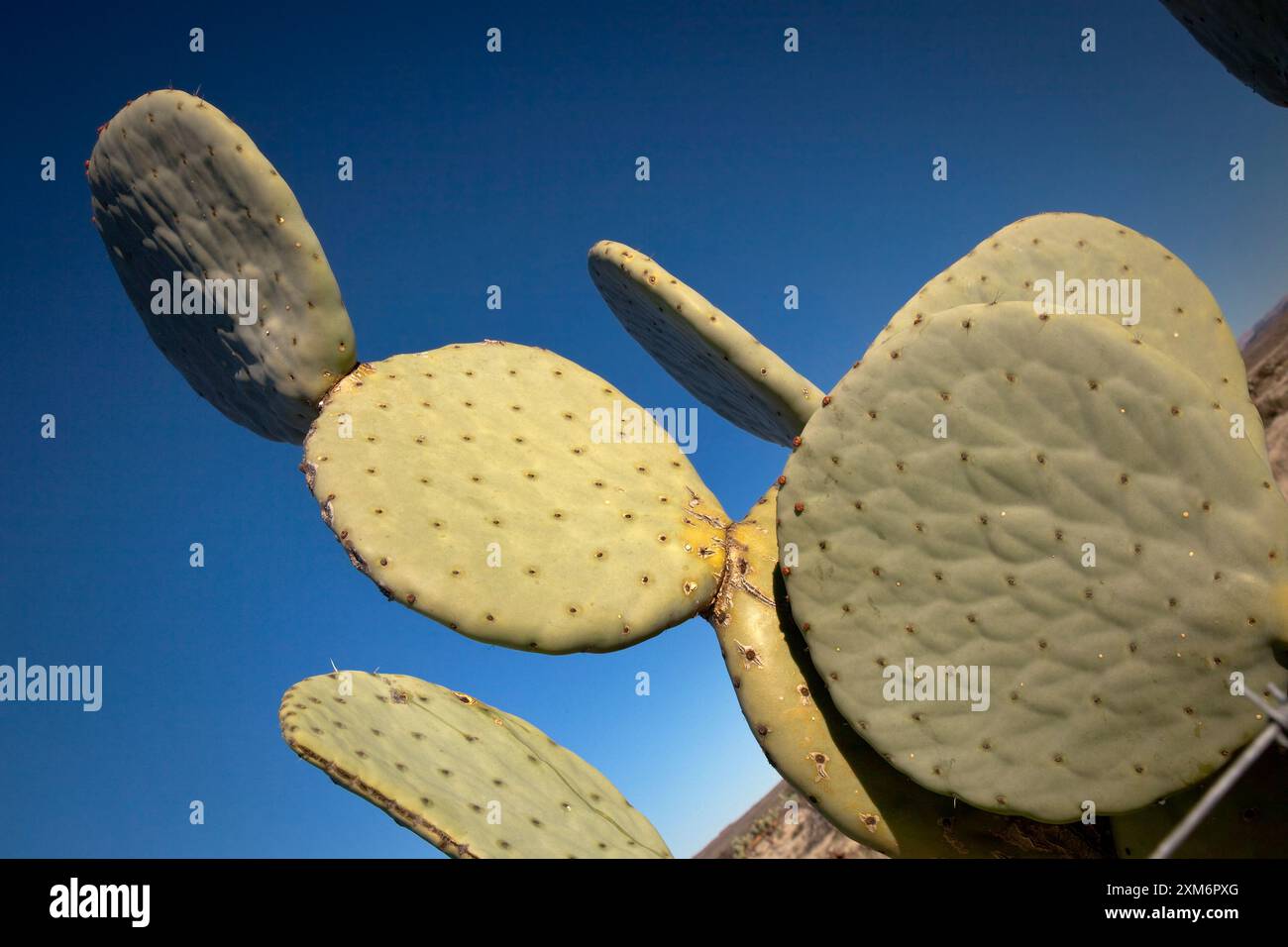 Spineless pricky pear cactus Stock Photo - Alamy