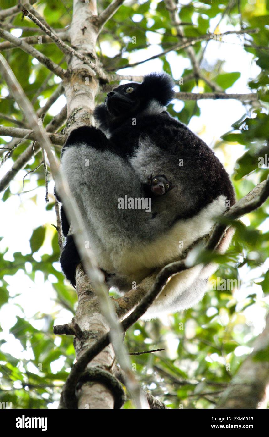 Indri indri, also known as babakoto, with her baby at Réserve spéciale ...