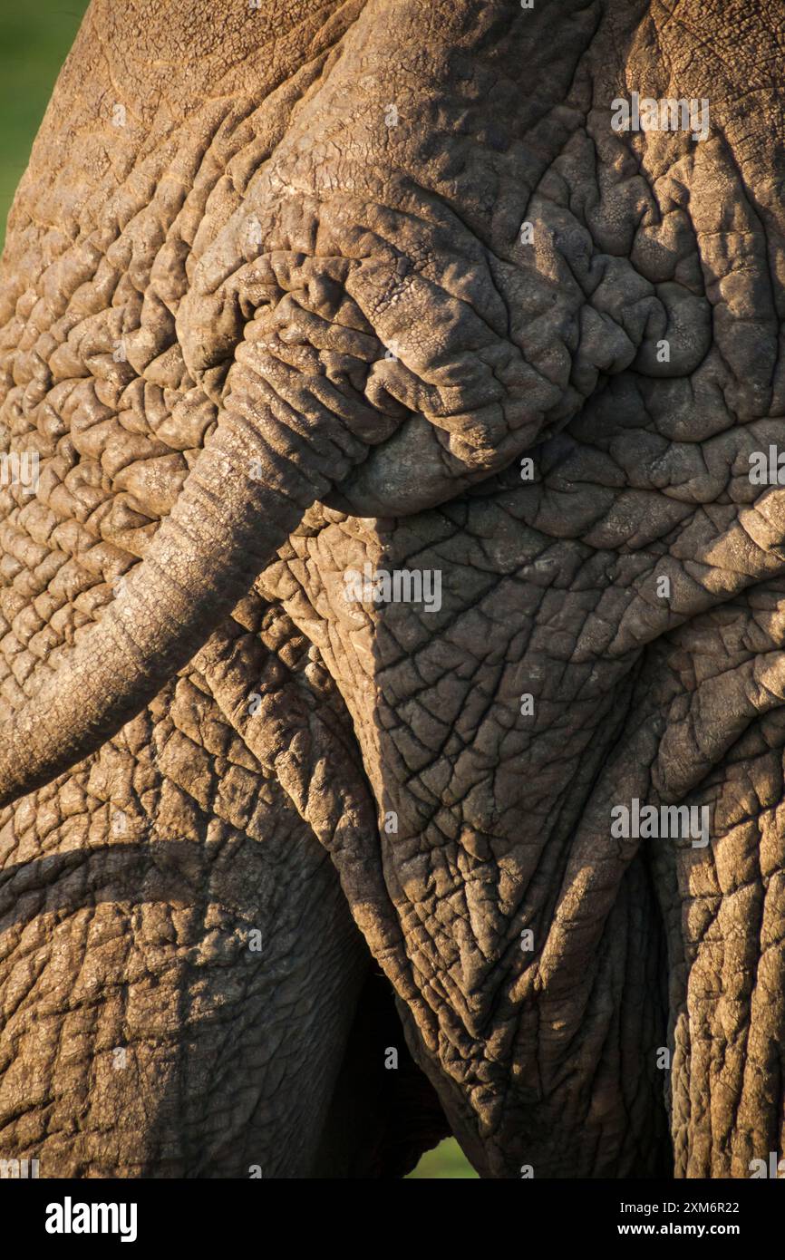 Wrinkles and cracks of the thick skin of an elephant Stock Photo - Alamy