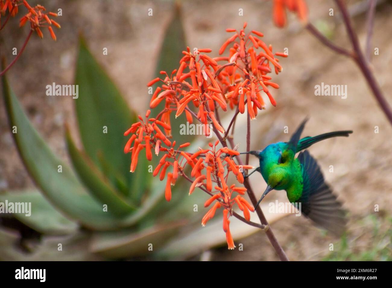 Malachite sunbird flapping over some red agave blossoms Stock Photo - Alamy