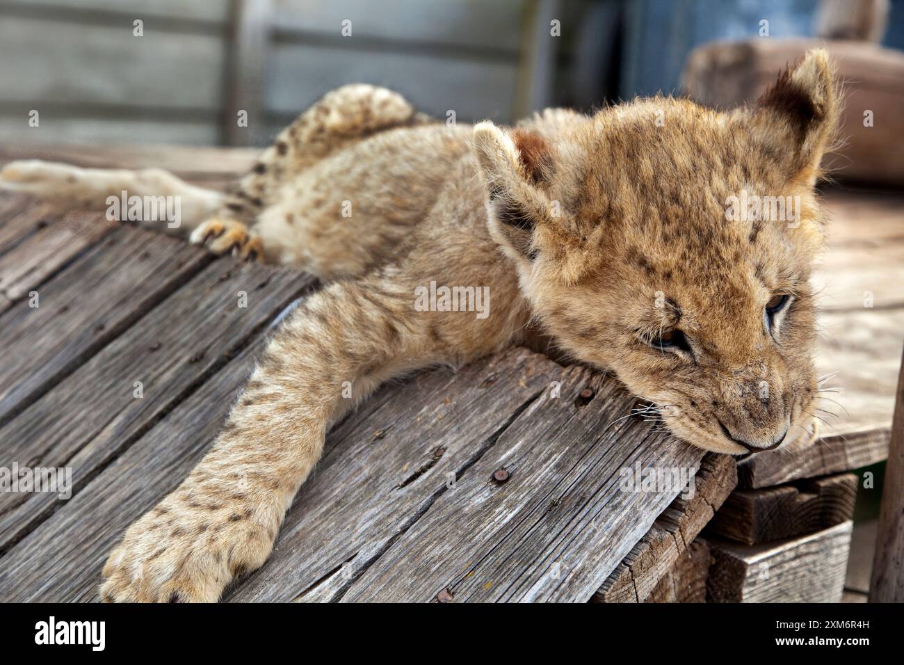 Portrait of a resting lion cub Stock Photo - Alamy