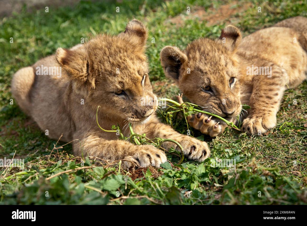 Two lion cubs chewing grass Stock Photo - Alamy