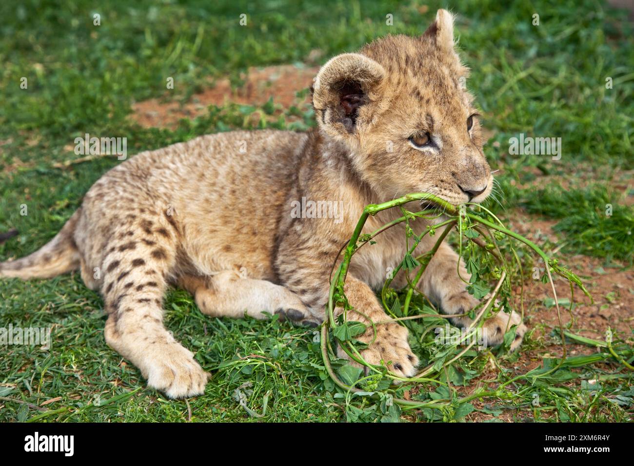 Lion cub chewing grass Stock Photo - Alamy