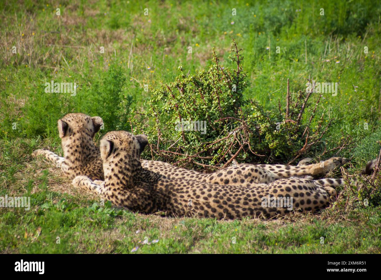 Daniel cheetah breeding project hi-res stock photography and images - Alamy