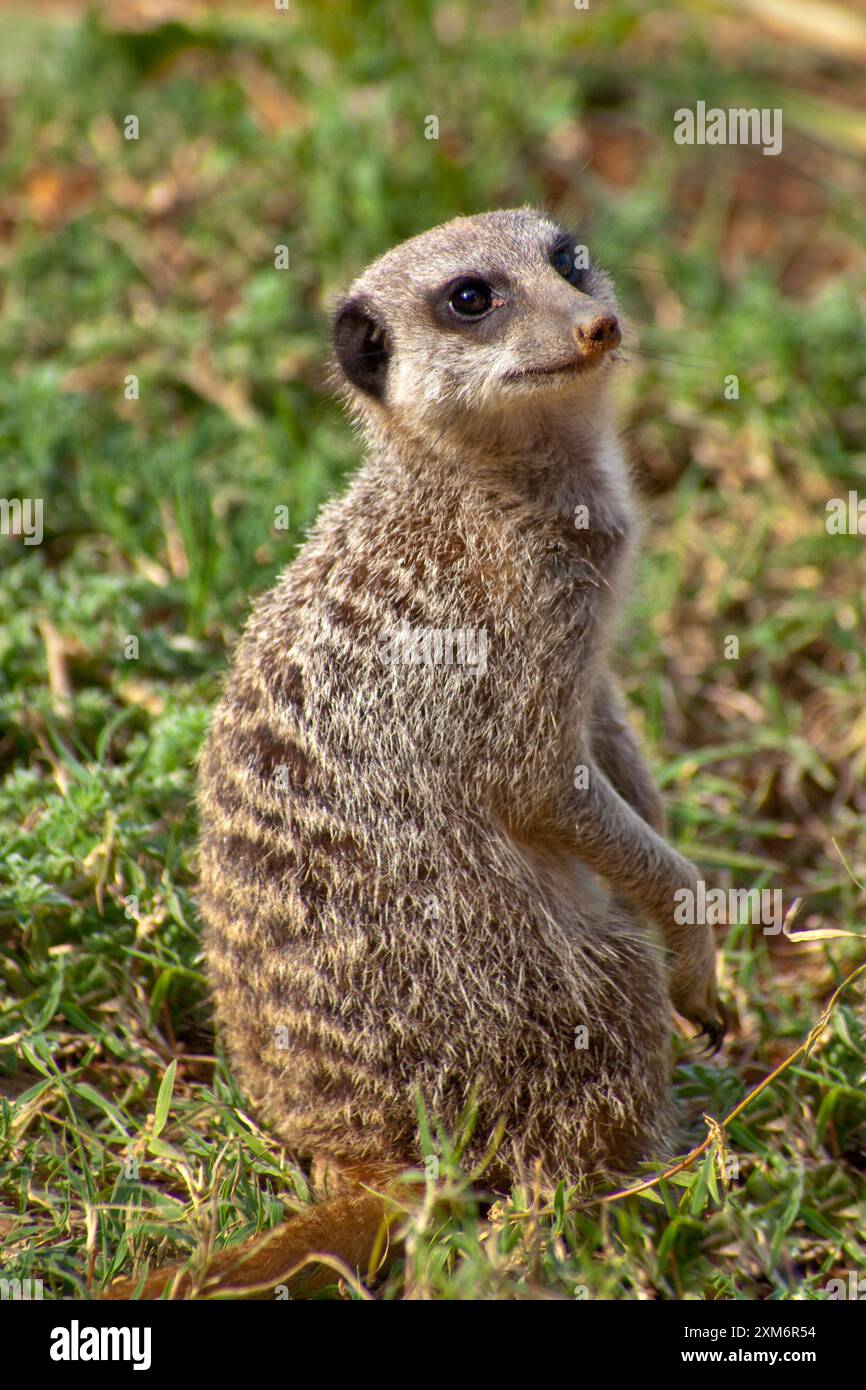 Portrait of a standing meerkat Stock Photo - Alamy