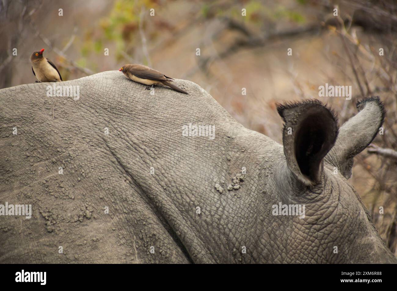 Red billed oxpecker rhinoceros hi-res stock photography and images - Alamy