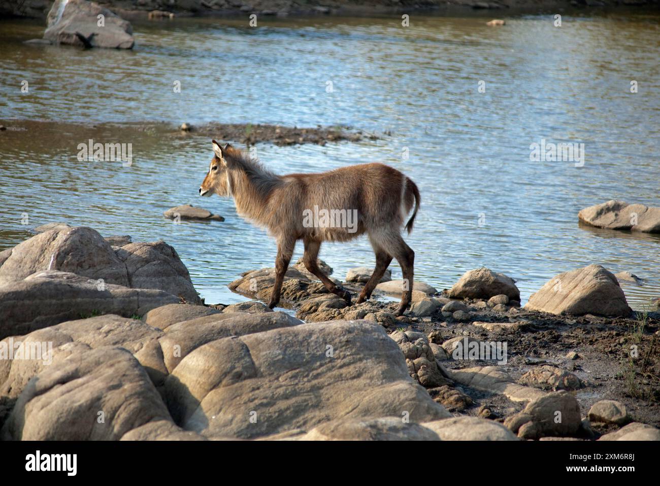 Female common waterbuck walking by a lake, Kruger National Park Stock ...