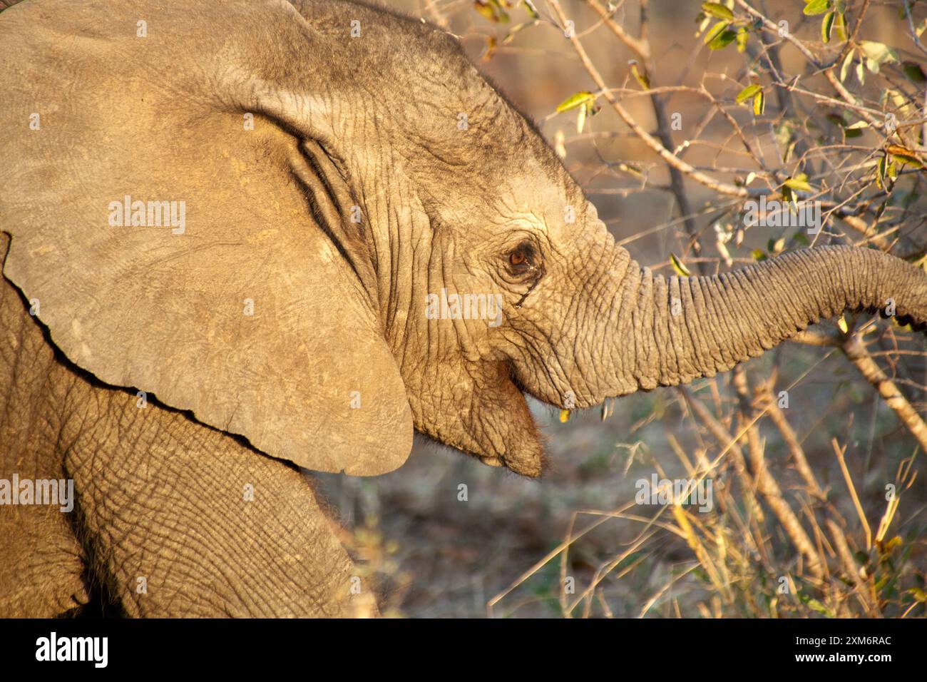 Africa elephant cub elephant calf hi-res stock photography and images ...