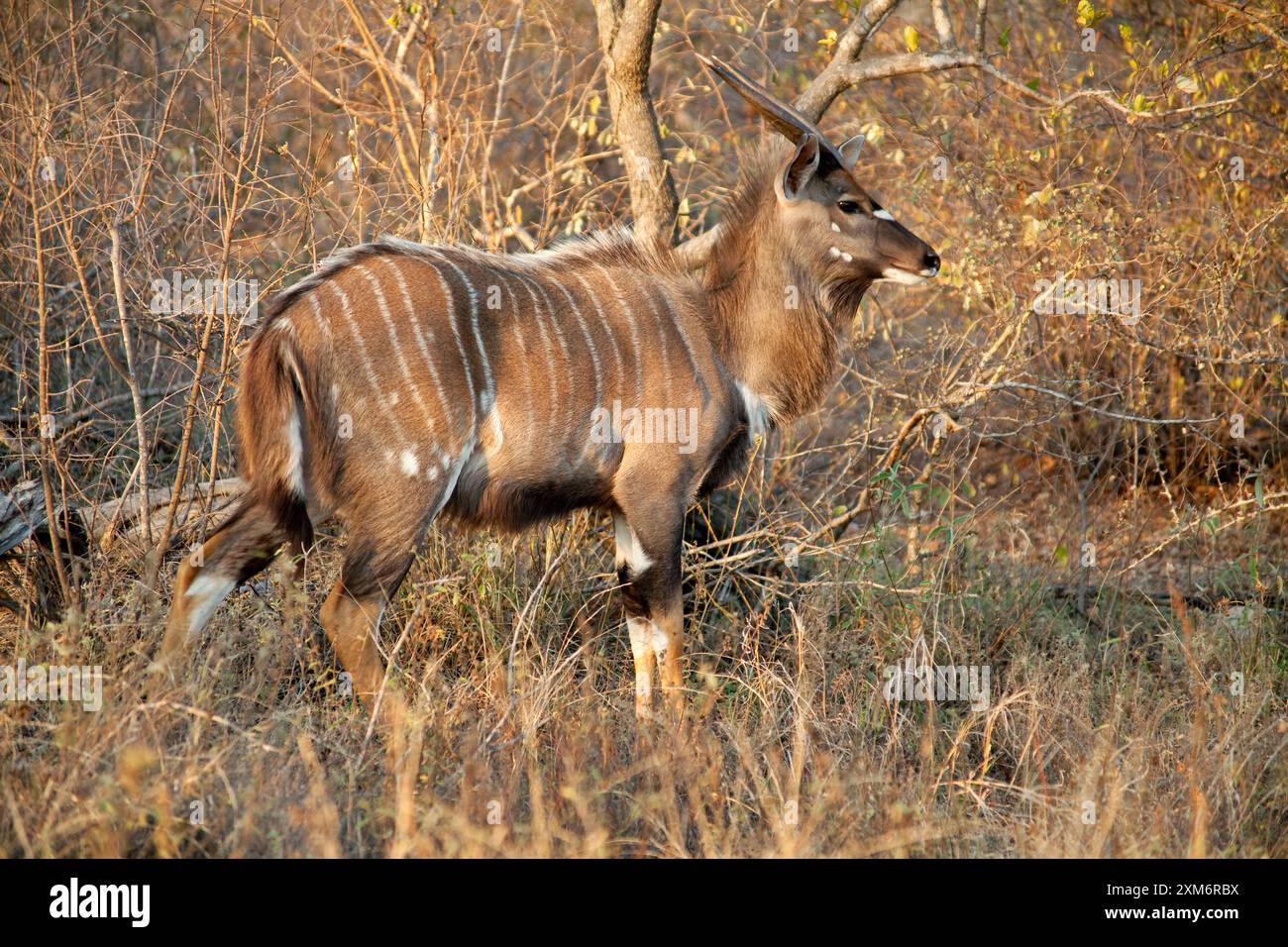 Nyala tree hi-res stock photography and images - Alamy