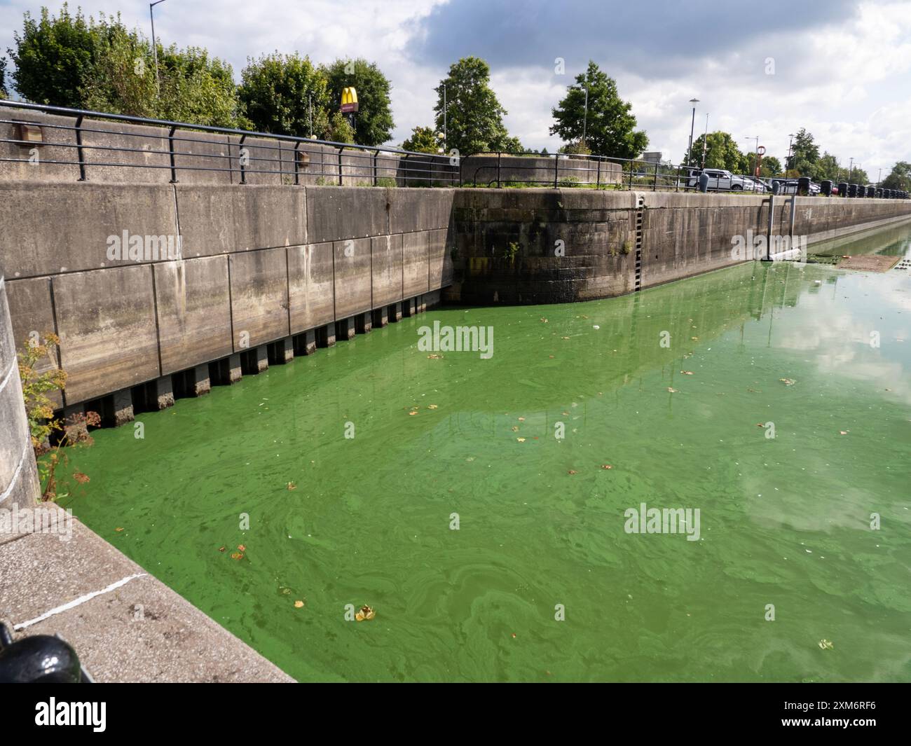 Blue Green Algae in Preston Docks, Lancashire, UK Stock Photo - Alamy
