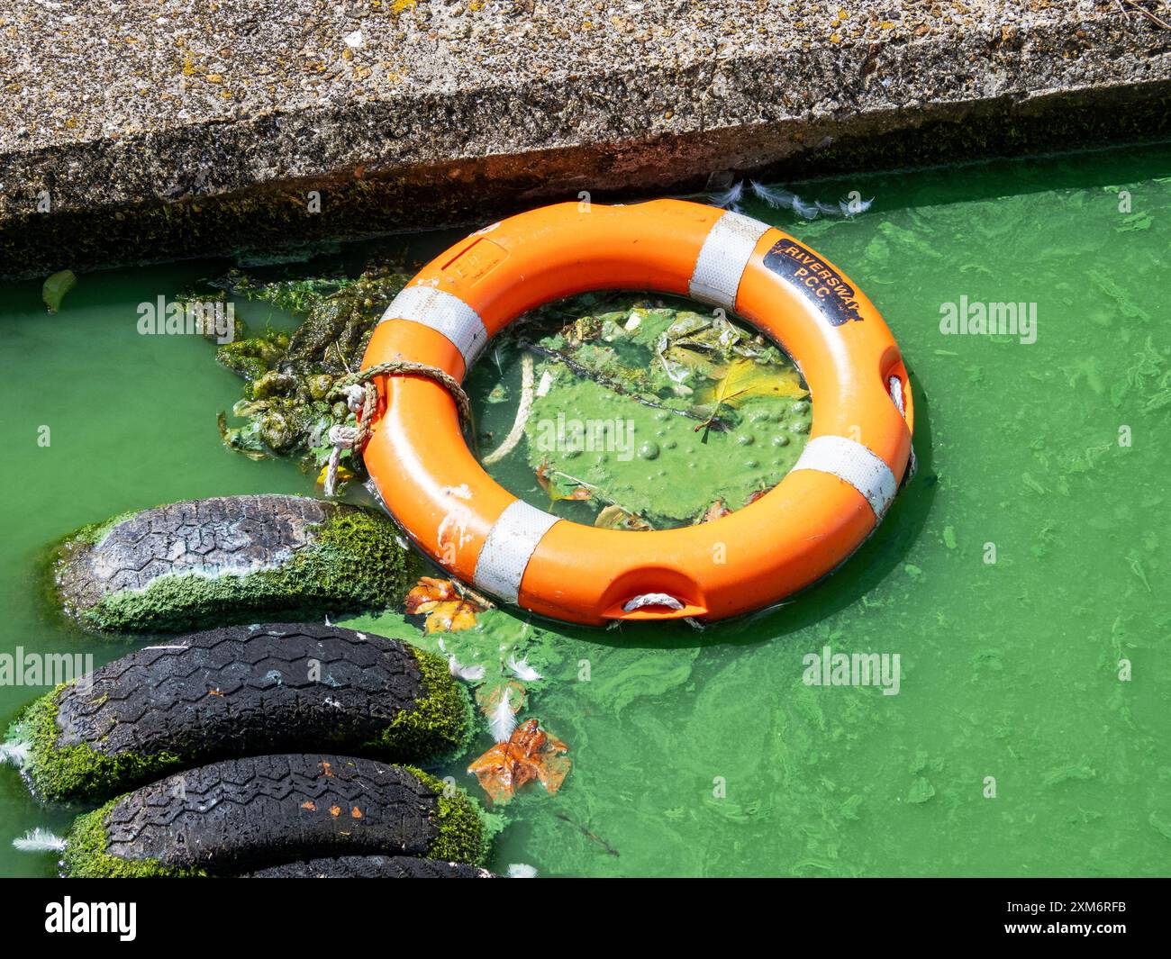 Blue Green Algae in Preston Docks, Lancashire, UK Stock Photo - Alamy
