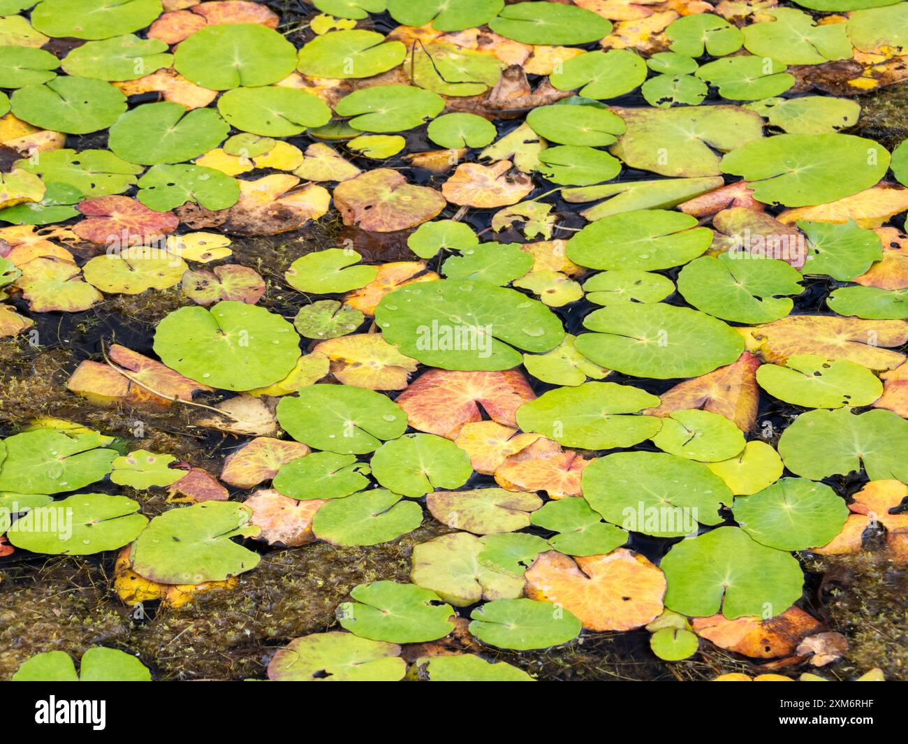 Water lilly leaves at Brockholes nature reserve in Preston, Lancashire ...