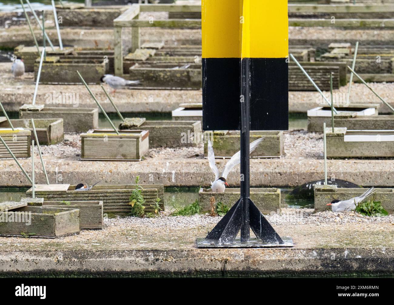 Common Tern, Sterna hirundo nesting on purpose built nesting platforms ...