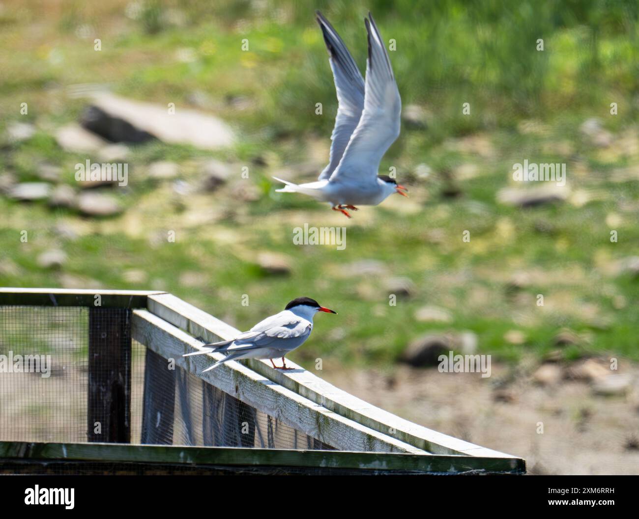 Common Tern; Sterna hirundo on a nesting platform at Conder Green ...