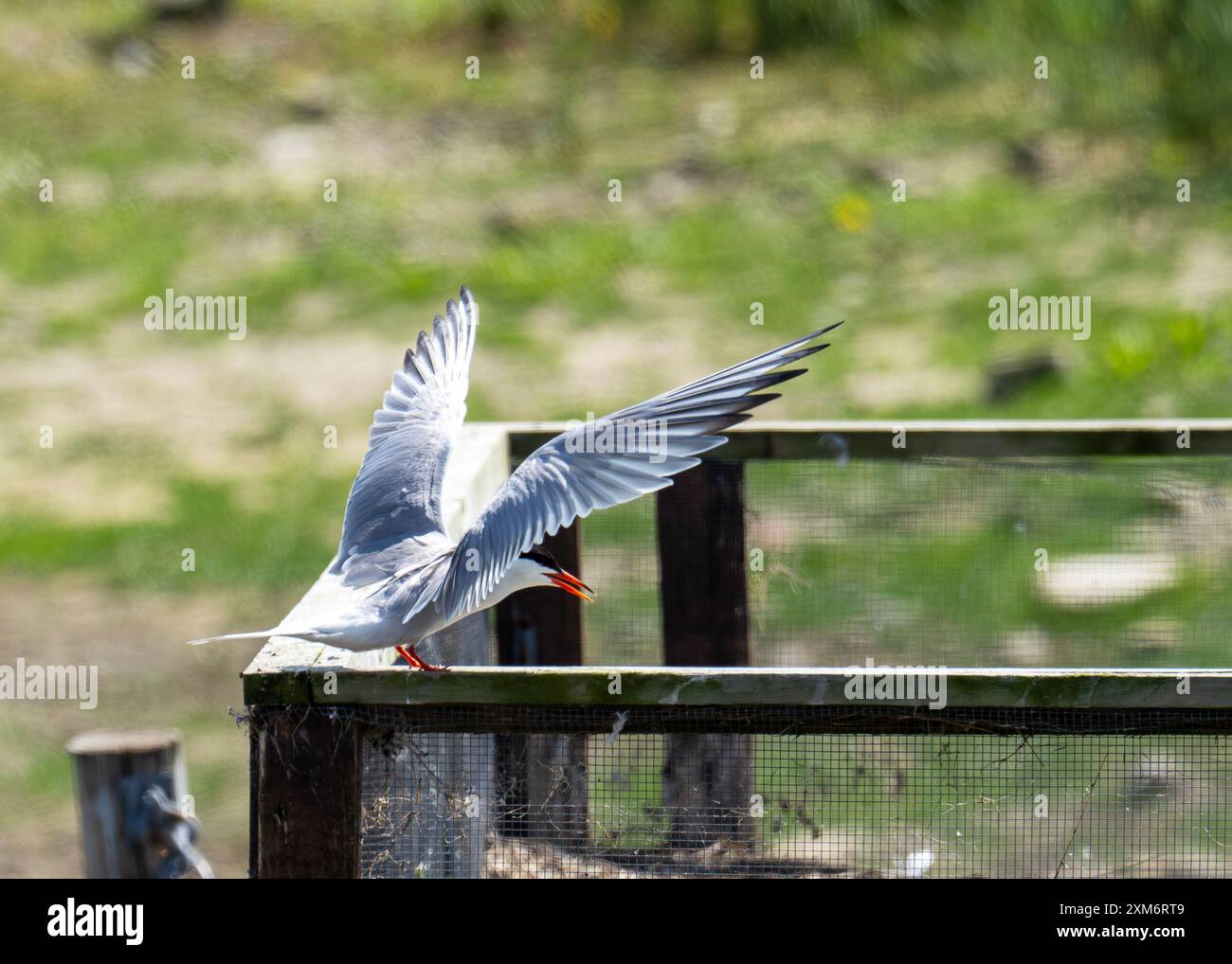 Common Tern; Sterna hirundo on a nesting platform at Conder Green ...