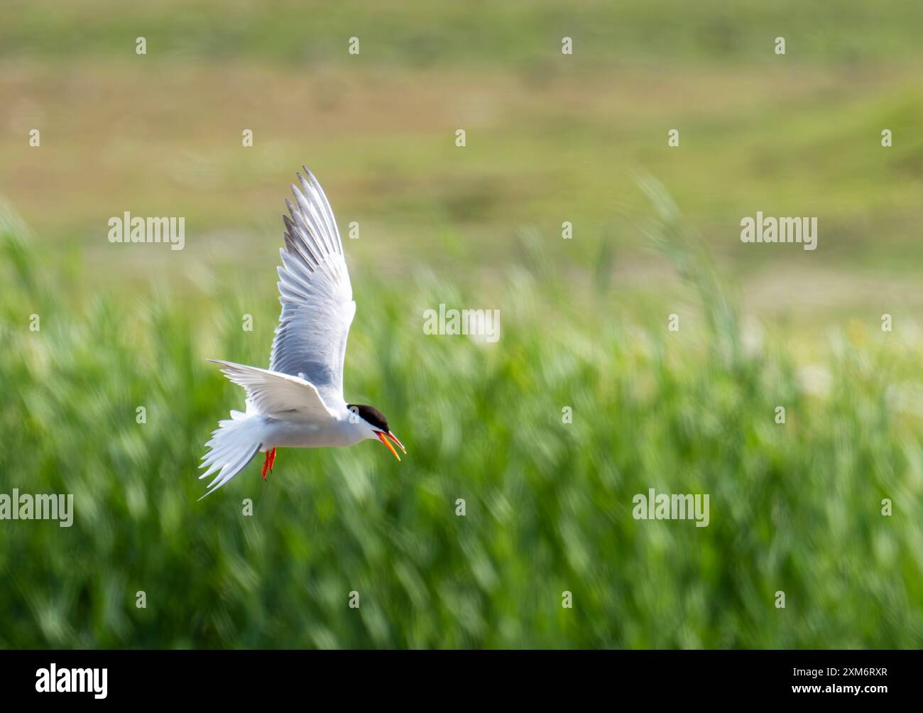 Common Tern; Sterna hirundo at Conder Green, Lancashire, UK Stock Photo ...