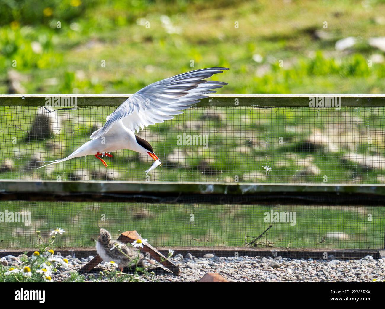 Common Tern; Sterna hirundo on a nesting platform at Conder Green ...