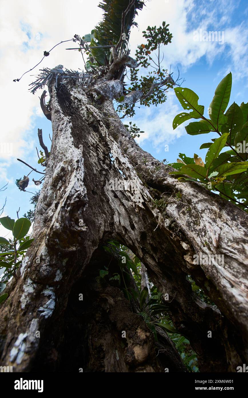 Africa, Mauritius Island, Indian Ocean, plants Stock Photo - Alamy