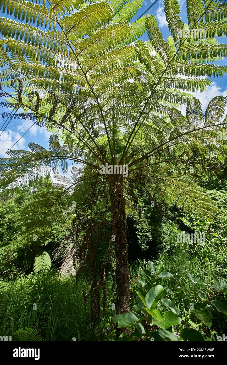 Closeup shot ferns plants hi-res stock photography and images - Alamy