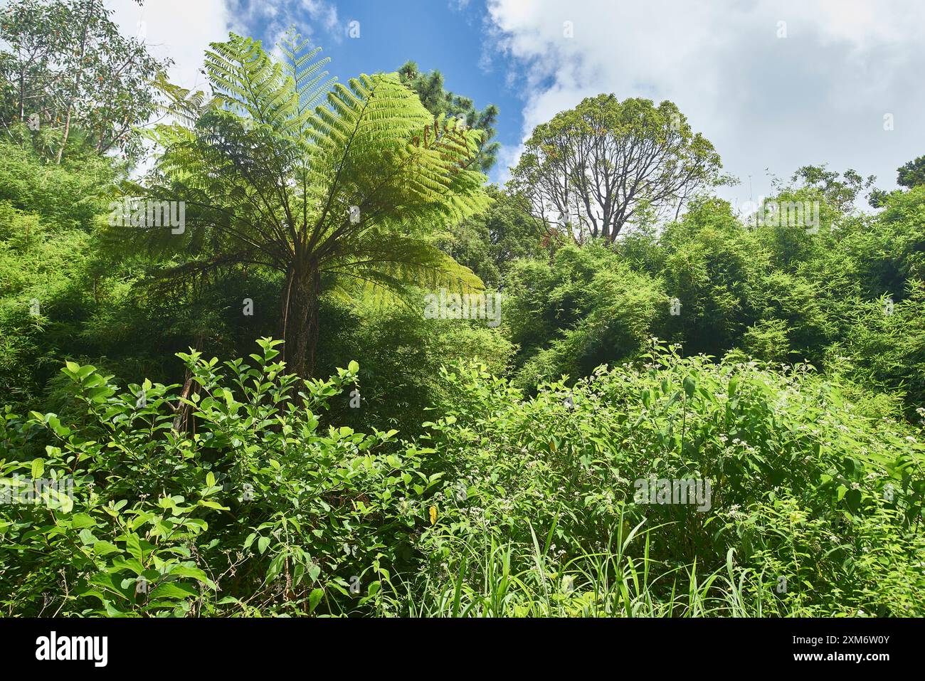 Africa, Mauritius Island, Indian Ocean, plants, forest Stock Photo - Alamy