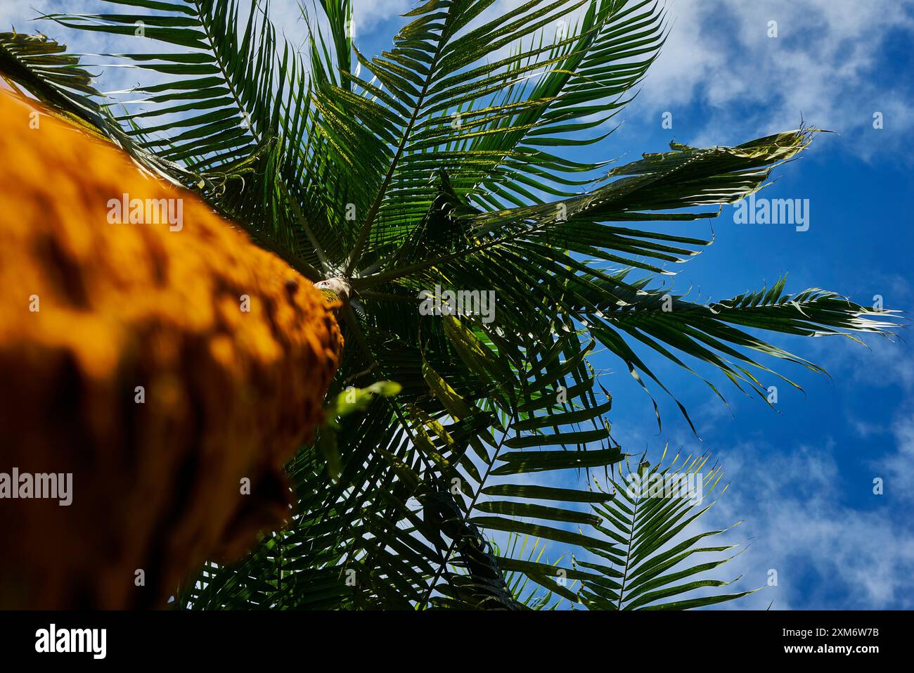 Africa, Mauritius Island, Indian Ocean, plants Stock Photo - Alamy