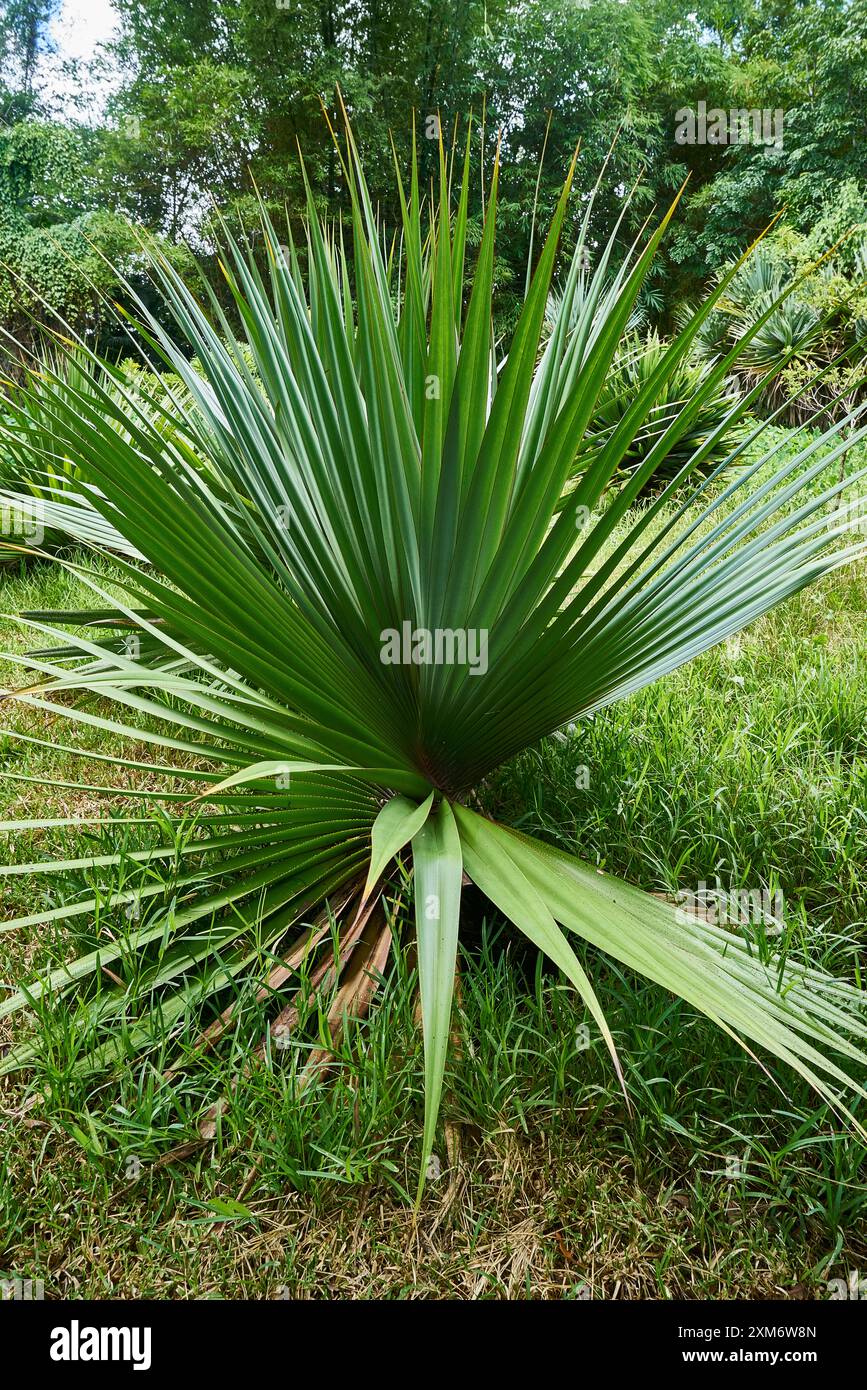 Africa, Mauritius Island, Indian Ocean, Plants, Sir Seewoosagur ...