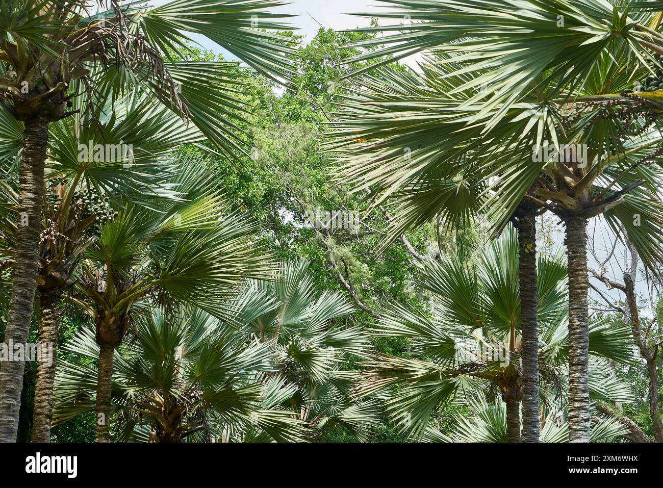 Africa, Mauritius Island, Indian Ocean, Plants, Sir Seewoosagur ...