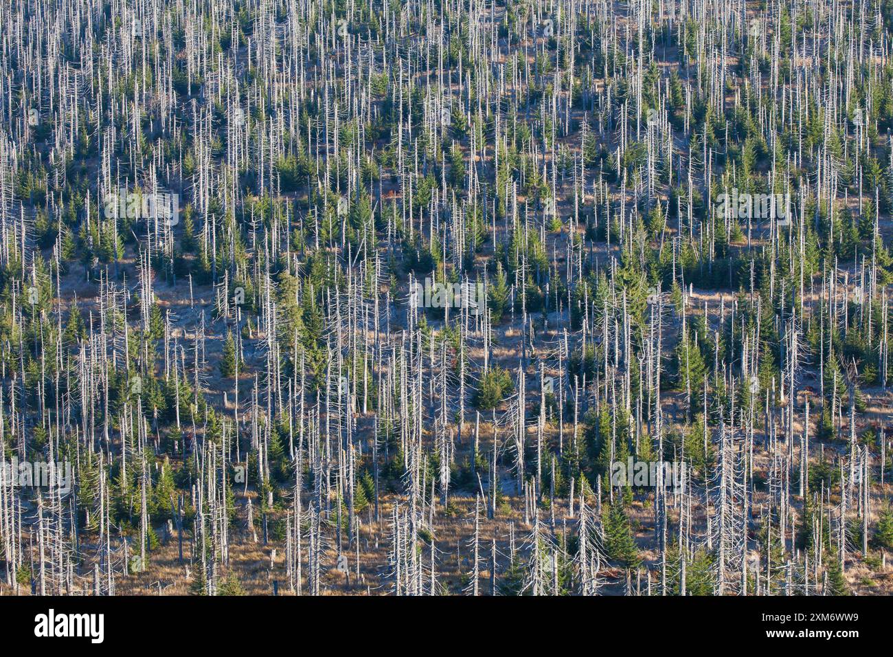 Mountain spruce forest infested by bark beetles at Lusen, Bavarian ...