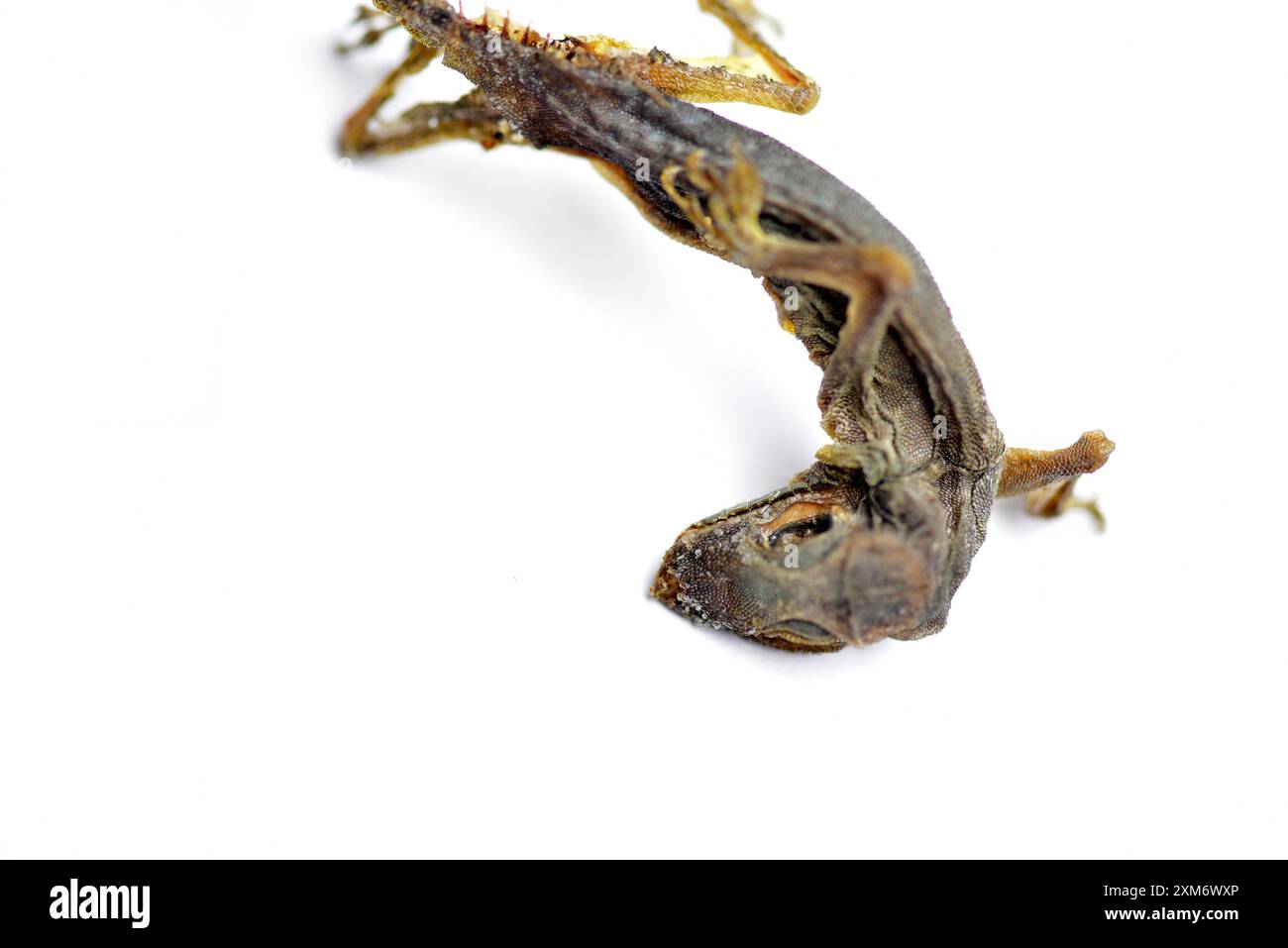 Lizard fossils isolated on white background Stock Photo - Alamy