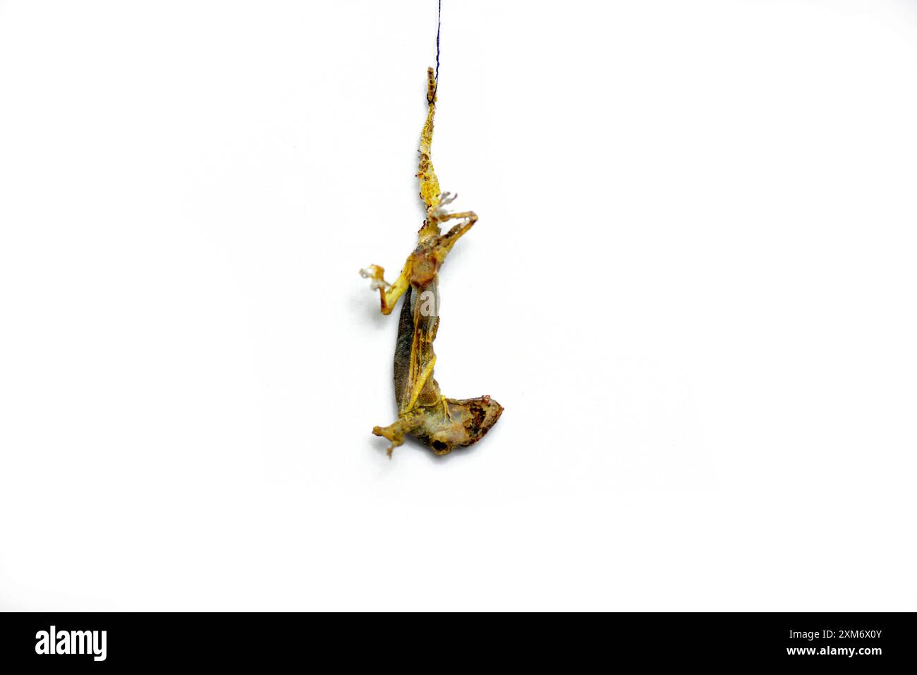 Lizard fossils is hanging on isolated white background Stock Photo - Alamy