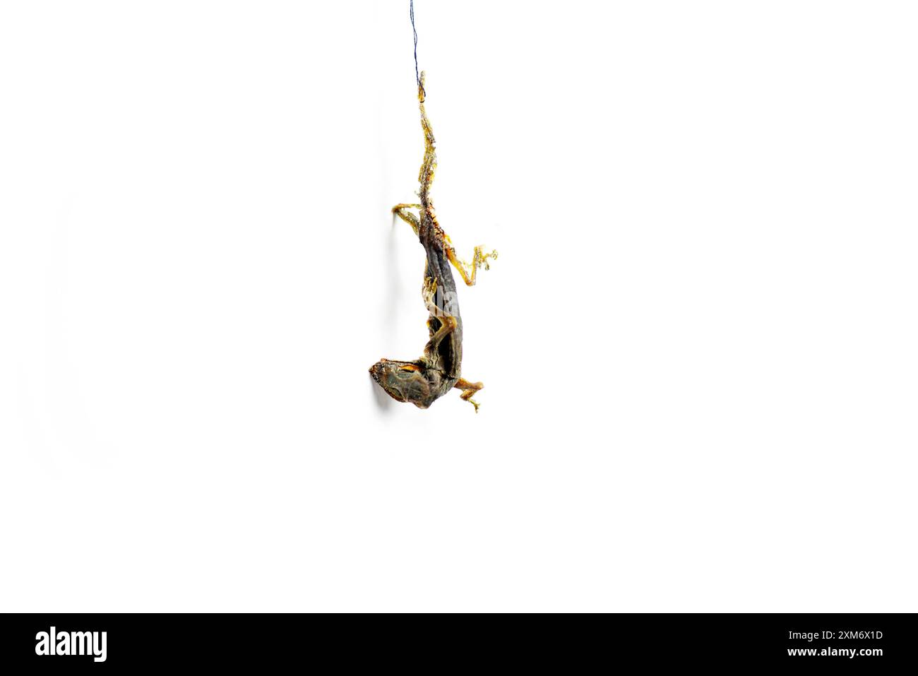 Lizard fossils is hanging on isolated white background Stock Photo - Alamy