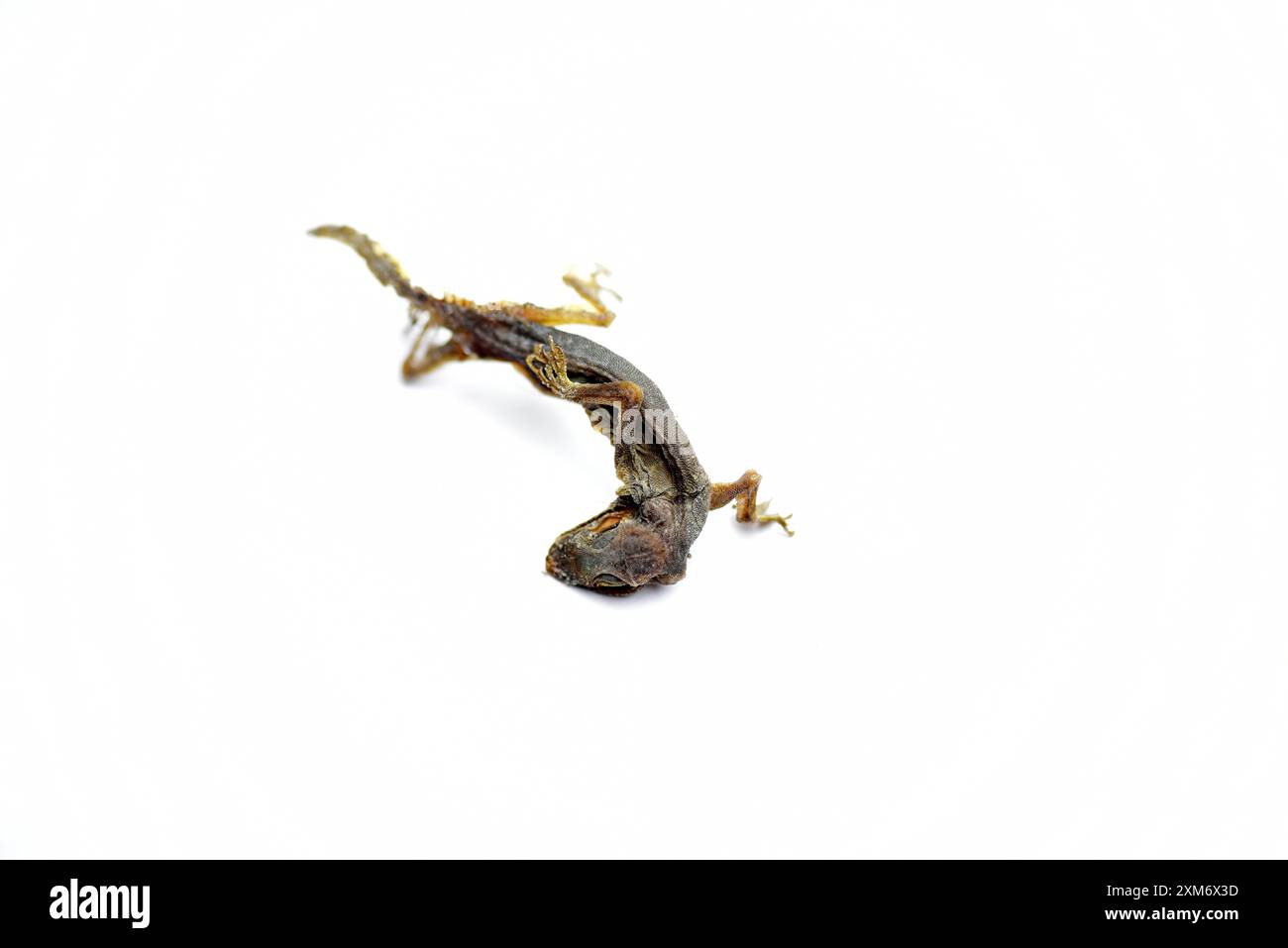 Lizard fossils isolated on white background Stock Photo - Alamy