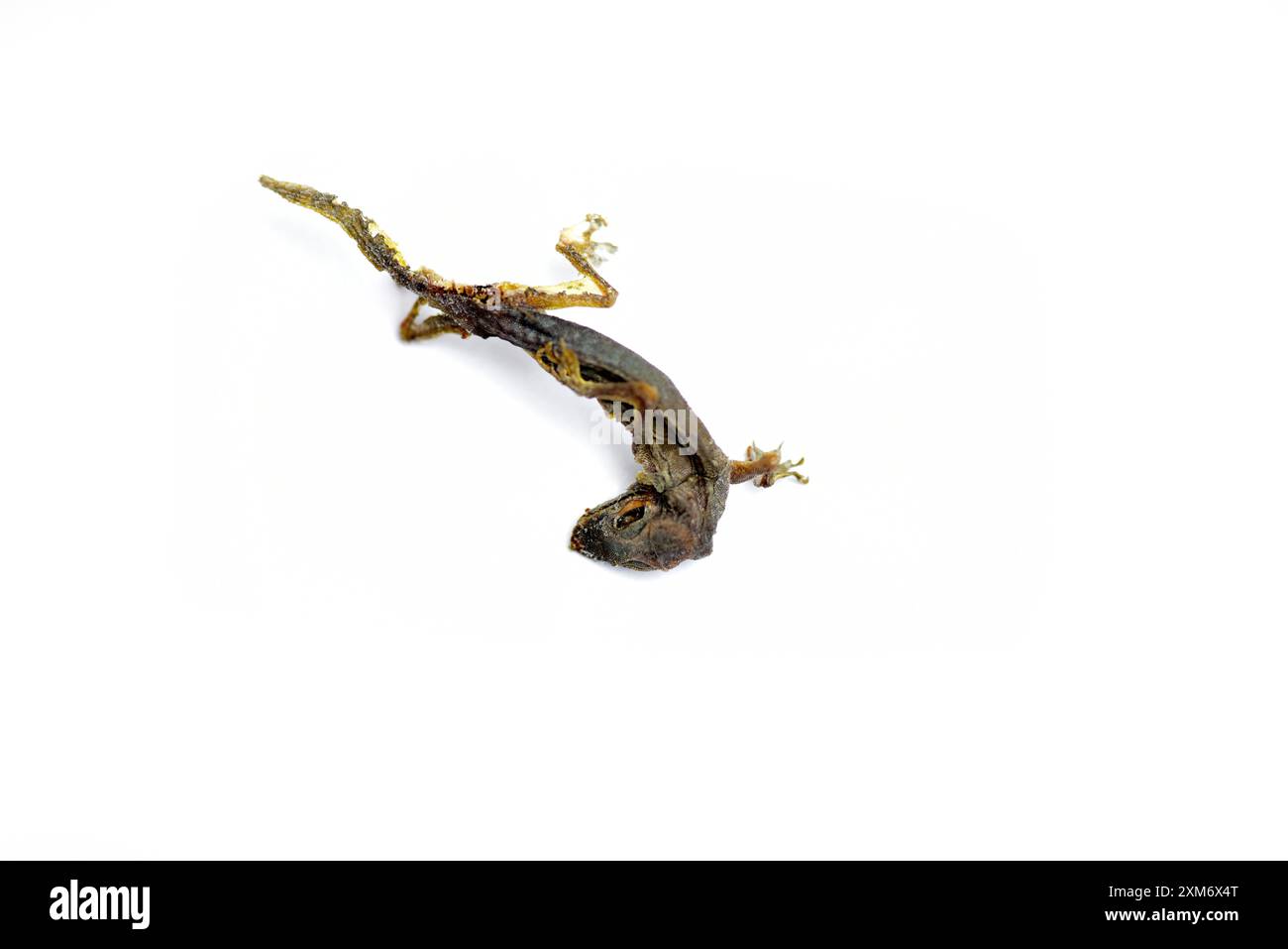 Lizard fossils isolated on white background Stock Photo - Alamy