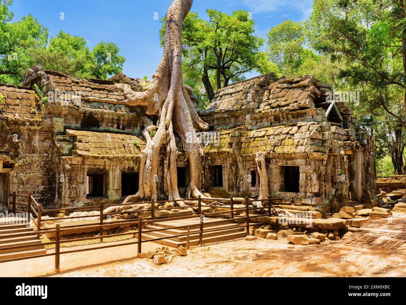 Amazing Ta Prohm temple overgrown with trees in Angkor, Cambodia Stock ...