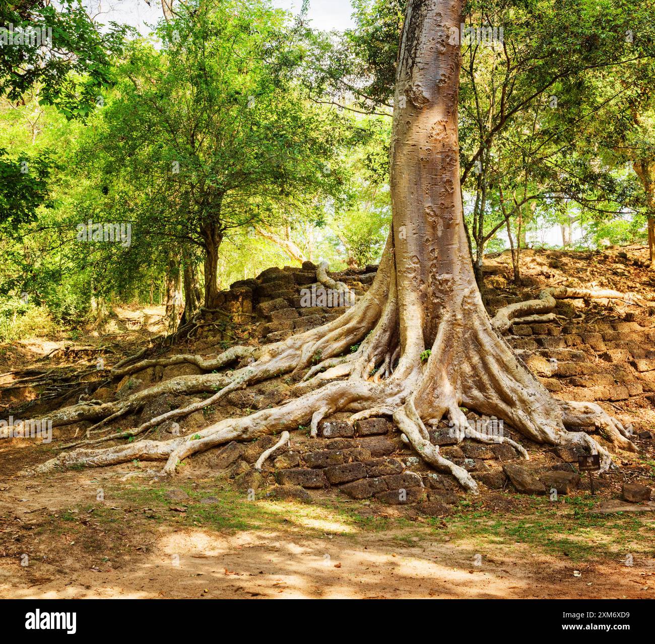 Tree roots growing on ruins in Cambodia Stock Photo - Alamy