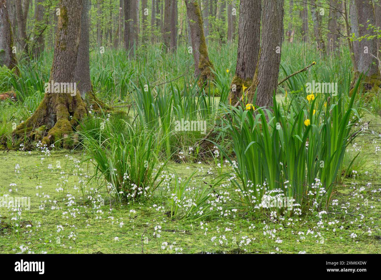 Black alder, Alnus glutinosa, Yellow iris, Iris pseudacorus, Water fern ...