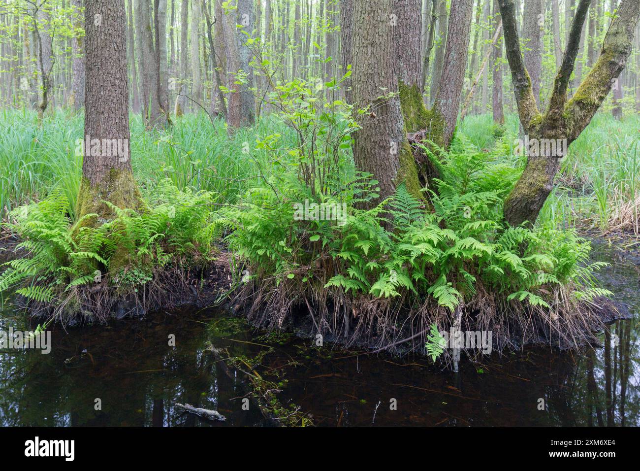Black alder, Alnus glutinosa, alder swamp forest, Saxony-Anhalt ...