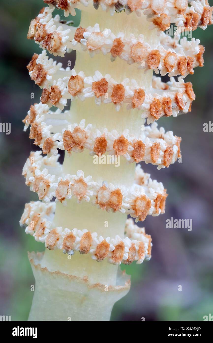 Great horsetail (Equisetum telmateia), Equisetaceae. Herbaceous fern ...