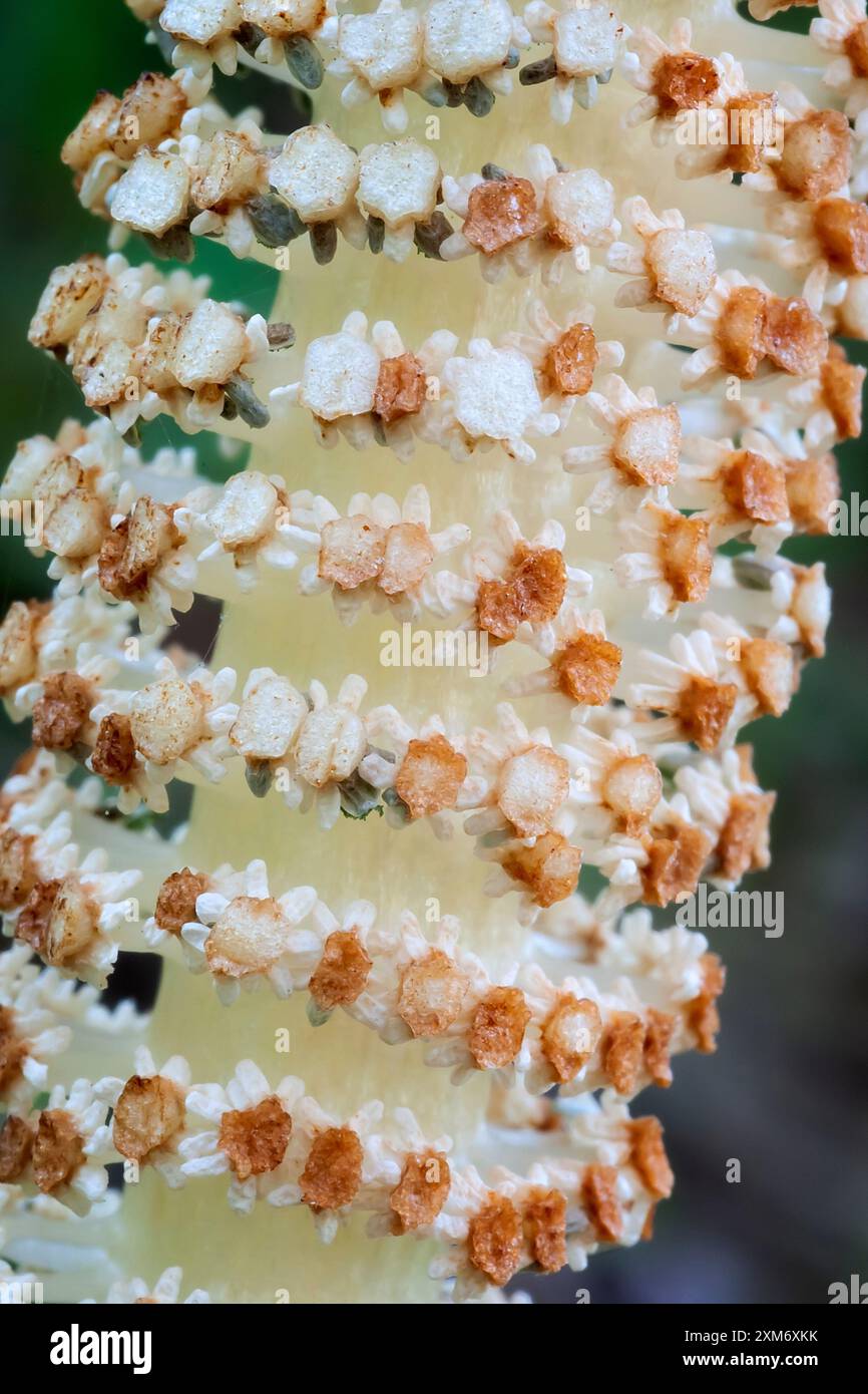 Great horsetail (Equisetum telmateia), Equisetaceae. Herbaceous fern ...