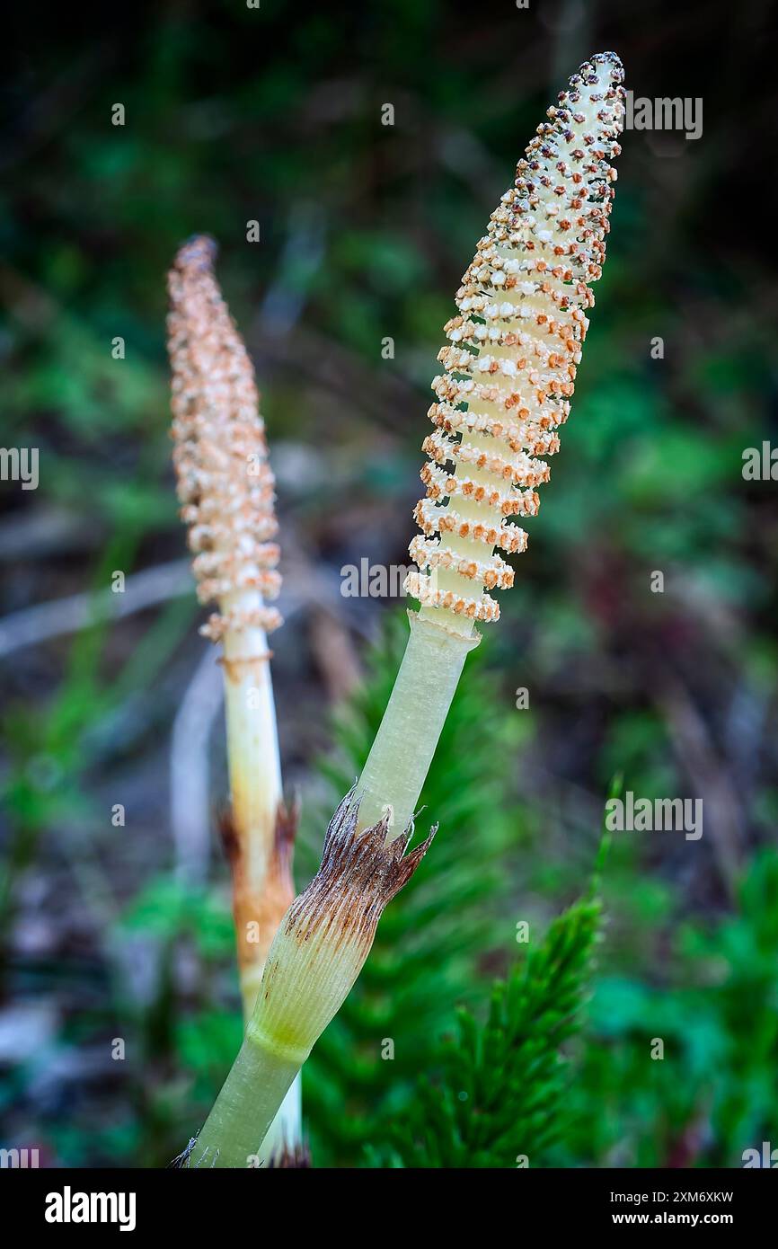 Great horsetail (Equisetum telmateia), Equisetaceae. Herbaceous fern ...